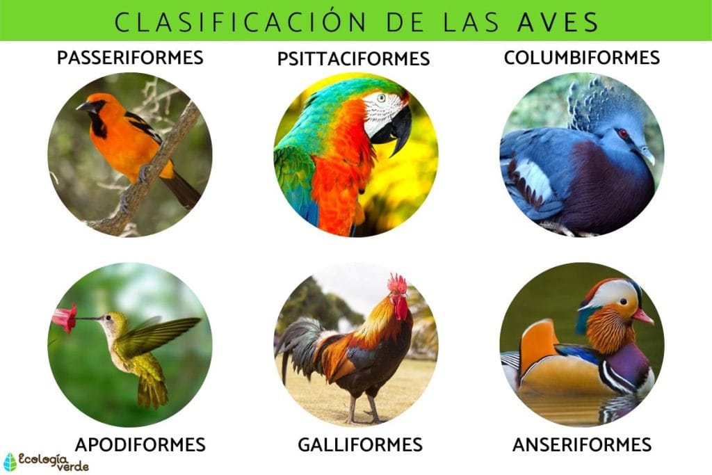 Animales Aéreos: Vuelo, Especies y Adaptación
