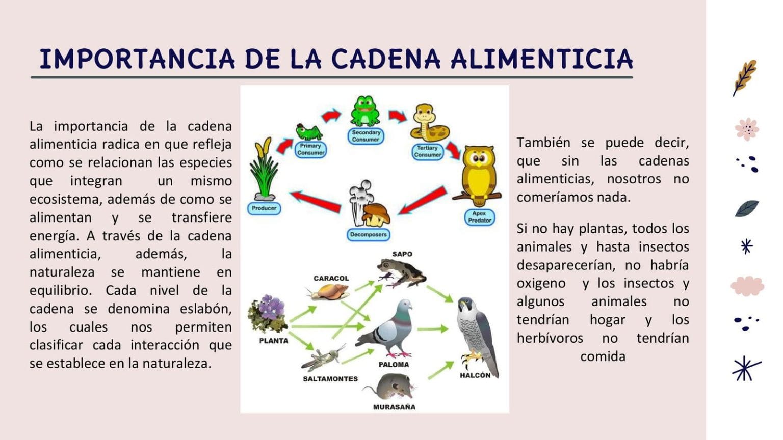 Cadena Alimenticia: Definición, Tipos y Ejemplos