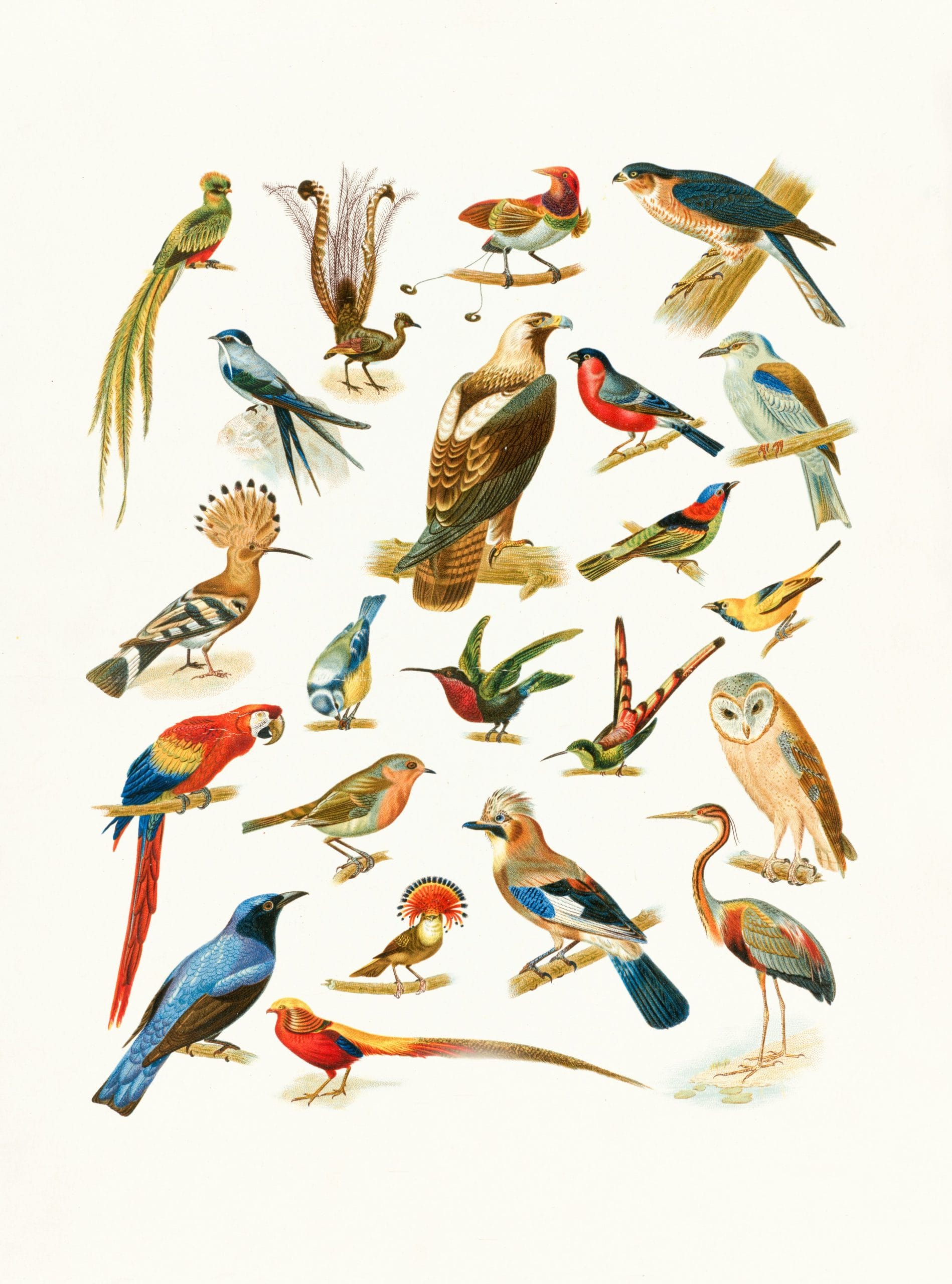Especie: Definición, Tipos y Conservación