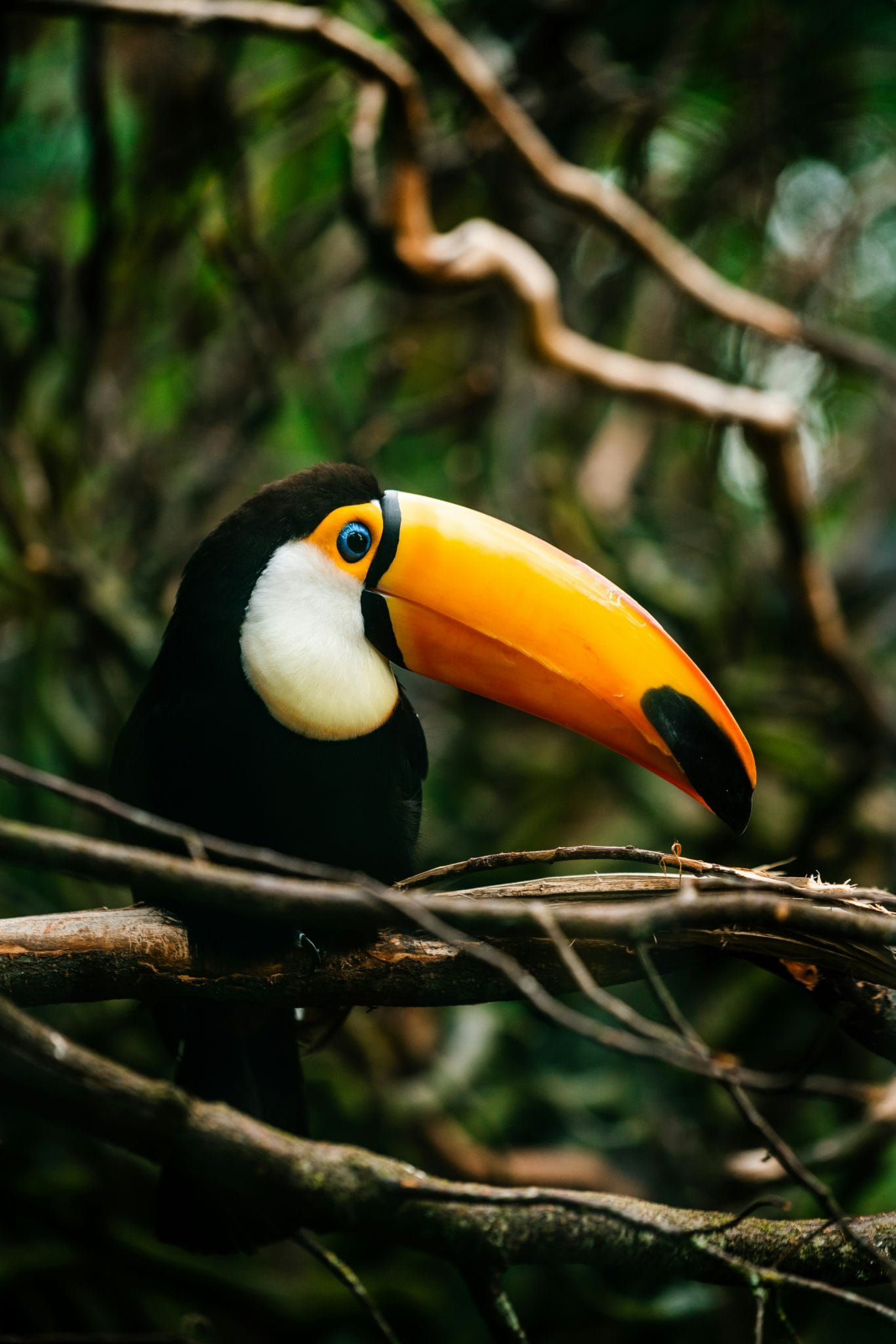 Fauna: Definición, Tipos y Clasificación