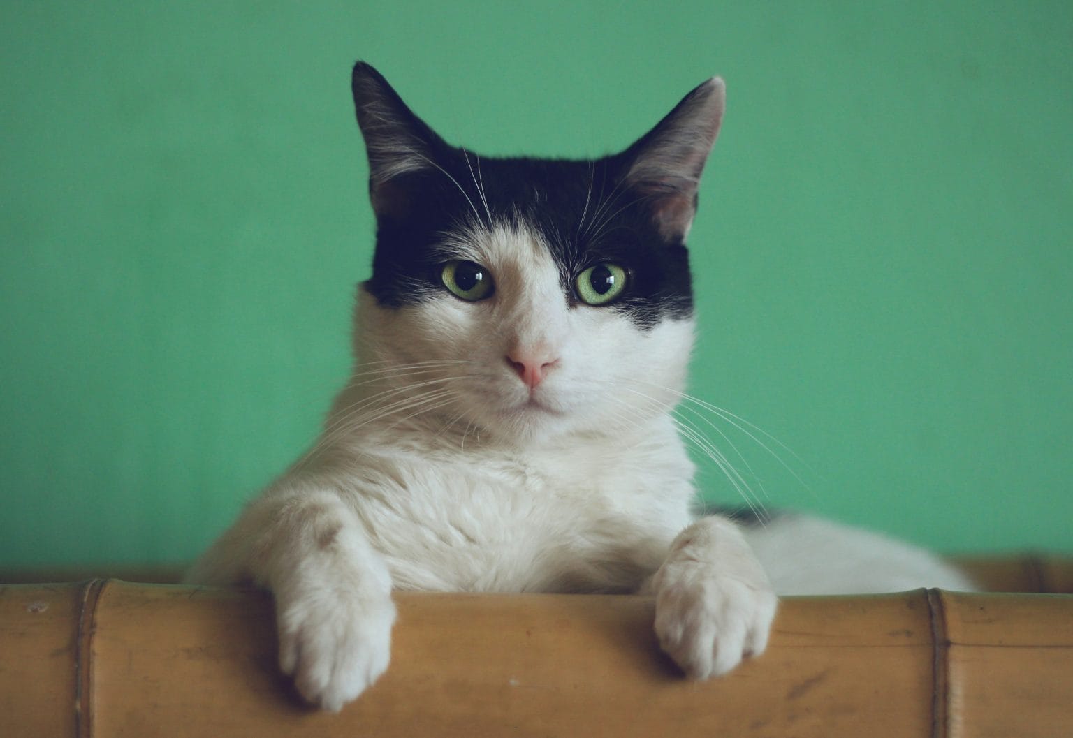 Gato: Todo lo que Debes Saber Sobre Estos Felinos