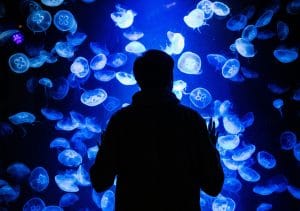 Heterótrofos: Tipos, Dietas y Importancia Ecológica