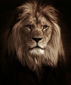 León: Características, Hábitat y Curiosidades