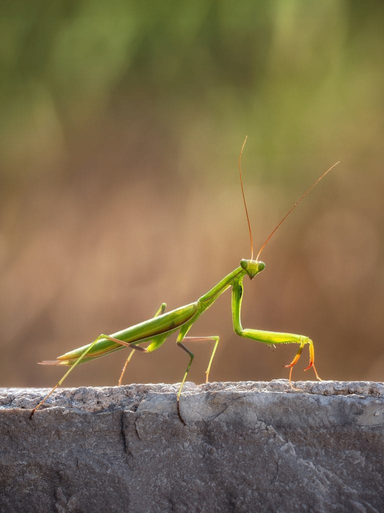 Mantis Religiosa: Características, Comportamiento y Curiosidades