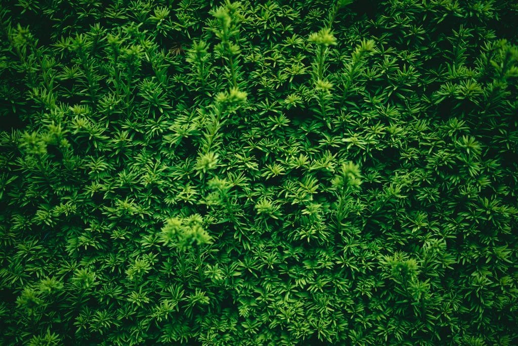 Matorrales: Tipos, Flora y Fauna - Características