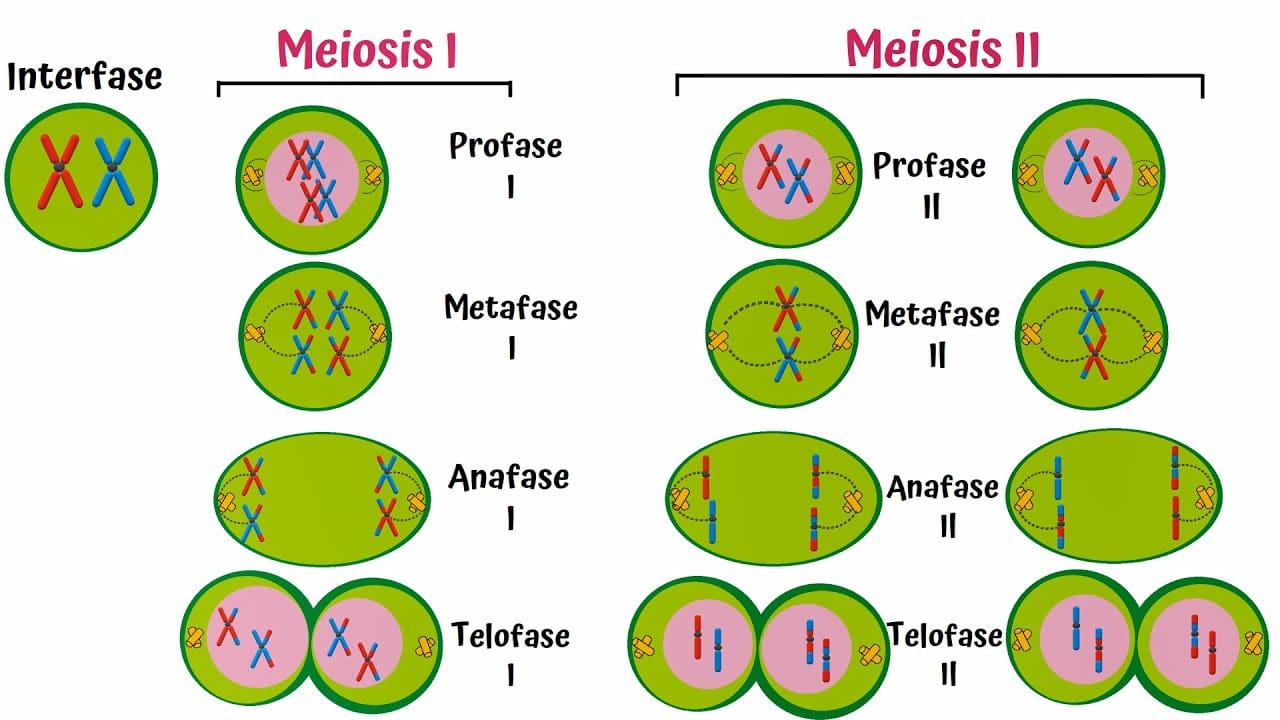 Metafase: Fase Clave de la División Celular