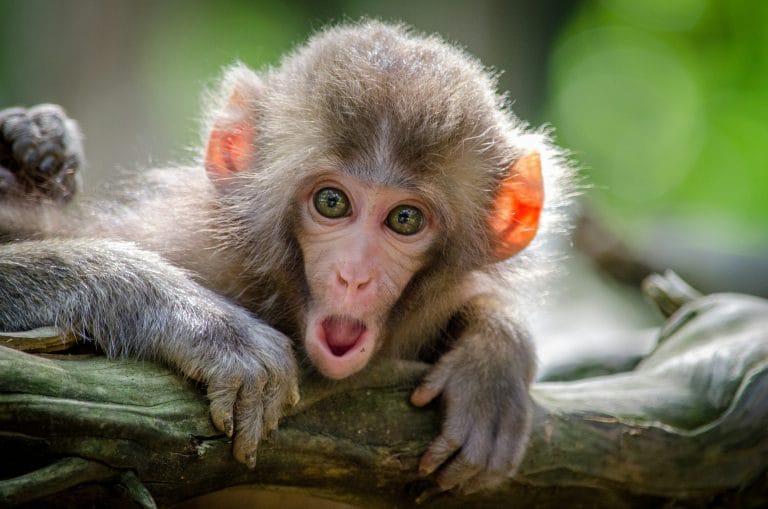Monos: Características, Evolución y Hábitat