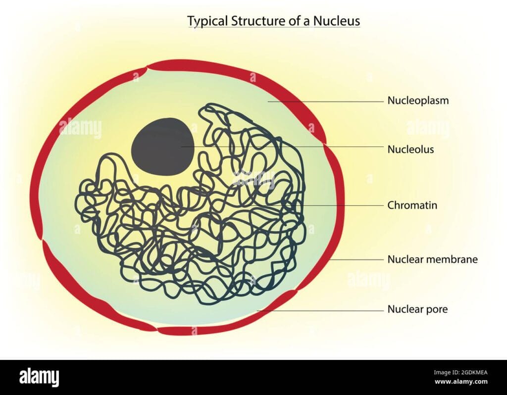 Nucléolo: Función, Ciclo y Importancia Celular
