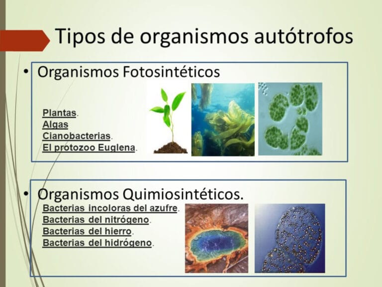 Organismos Autótrofos: Definición y Tipos