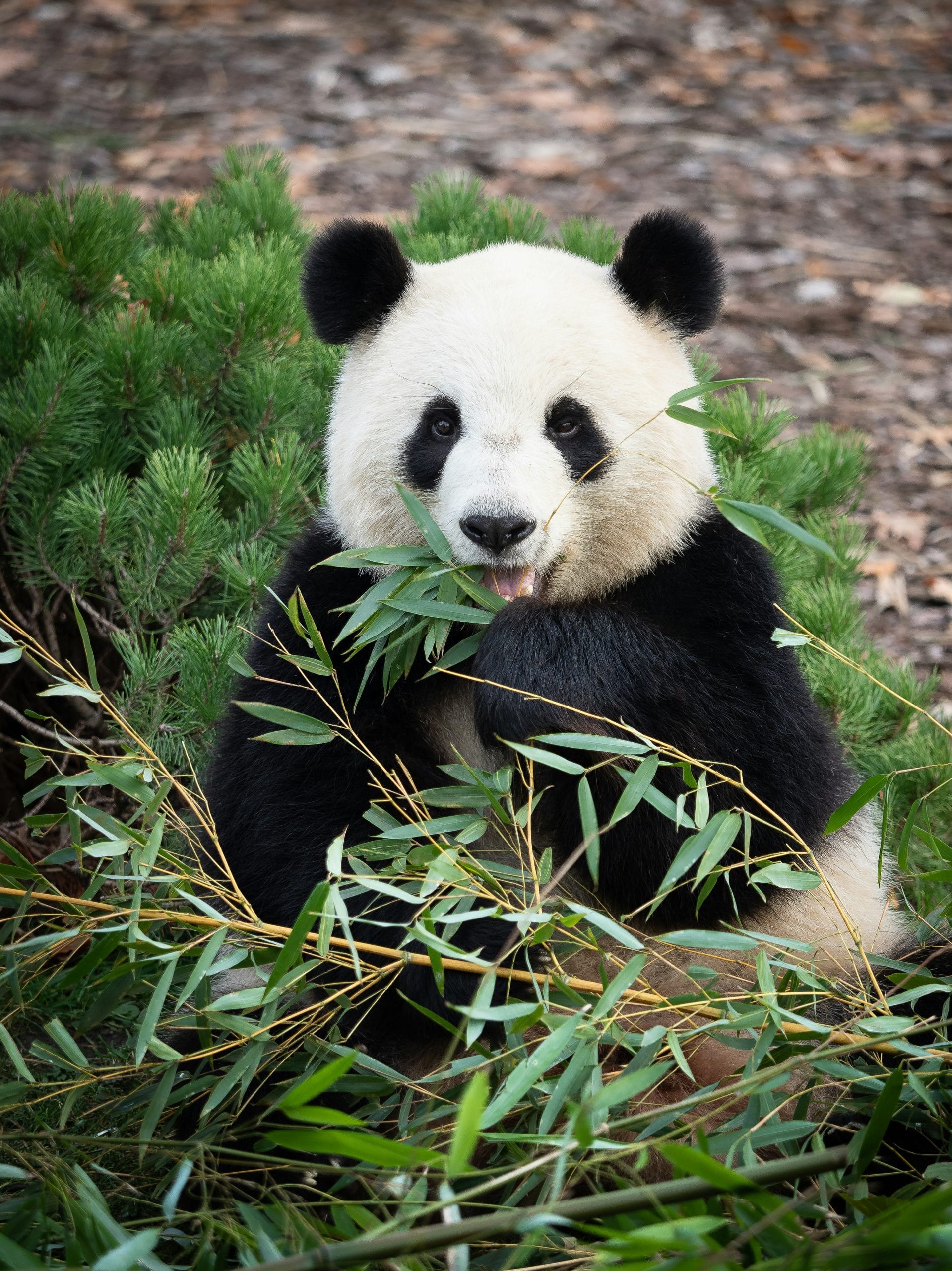 Oso Panda: Información, Hábitat y Curiosidades