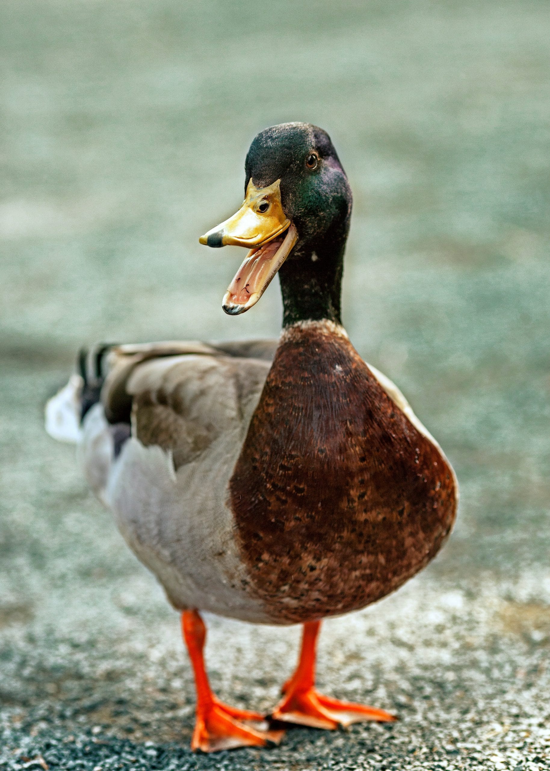 Pato: Todo lo que Debes Saber Sobre Estas Aves