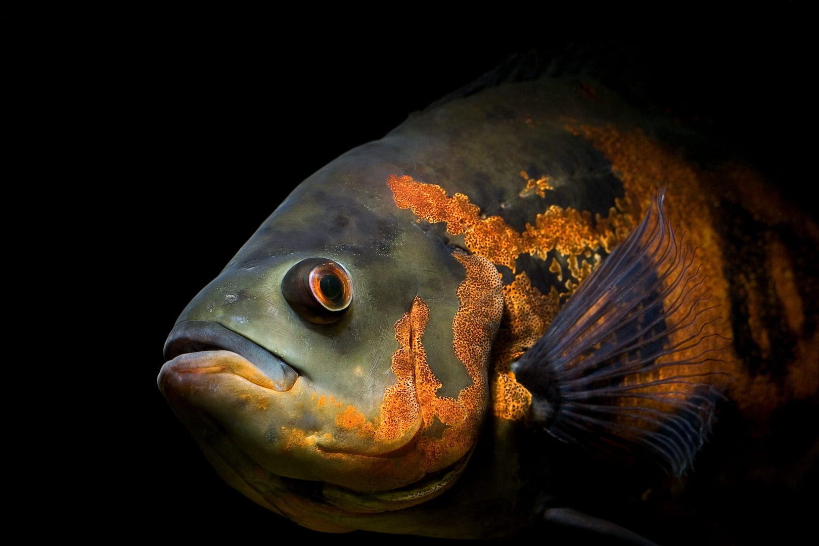Peces: Diversidad, Adaptación y Evolución