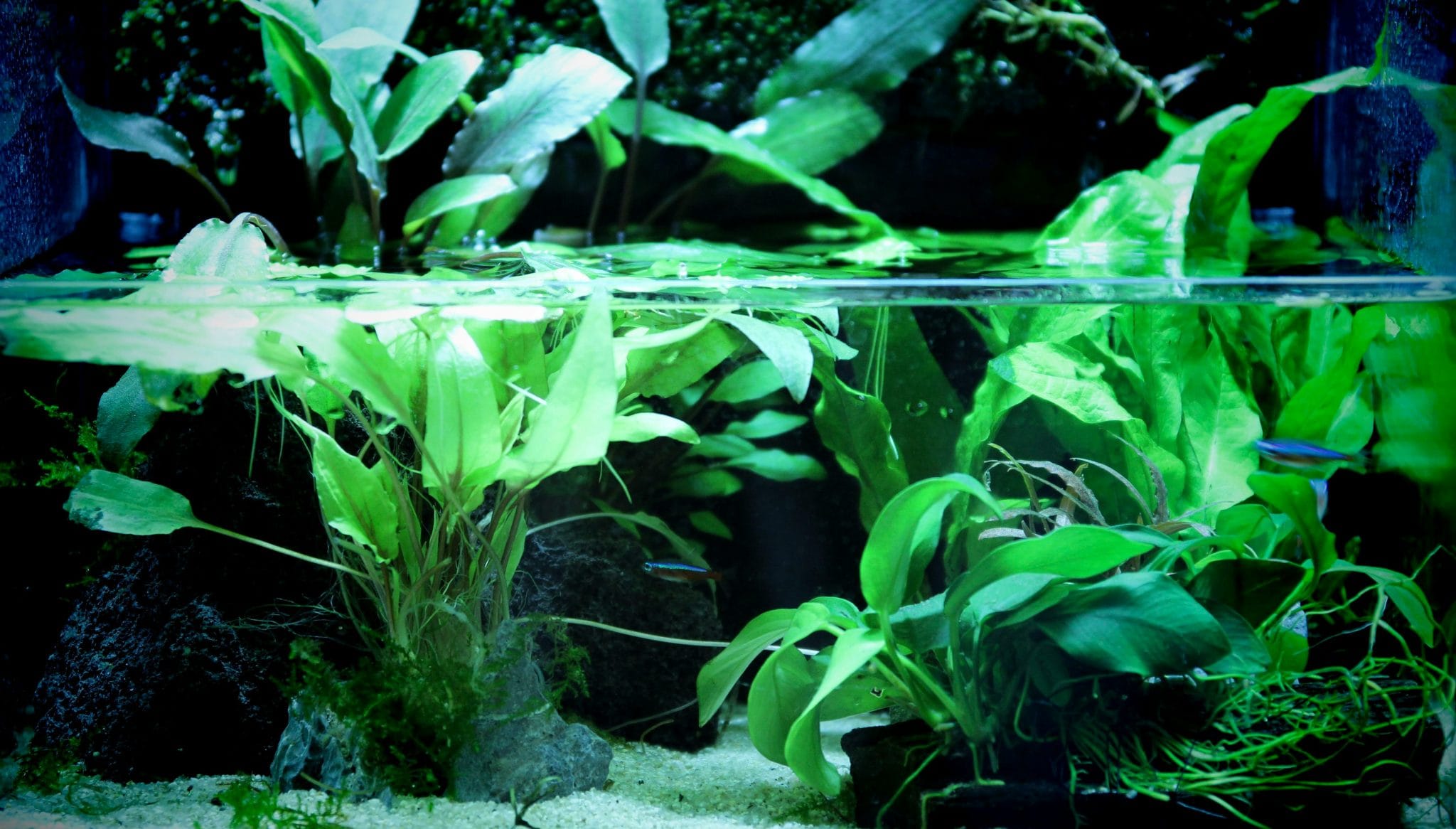 Plantas Acuáticas: Tipos, Adaptaciones y Ejemplos