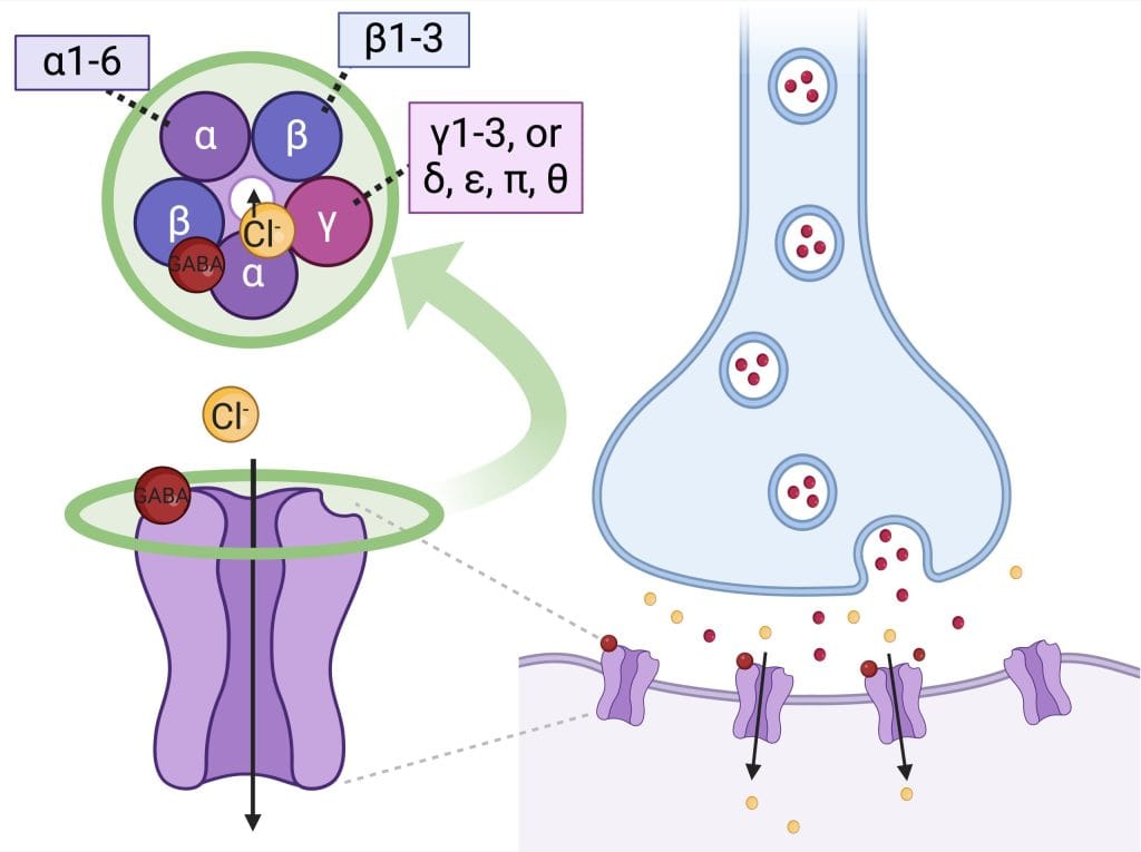 Receptor: Definición, Tipos y Función en la Comunicación