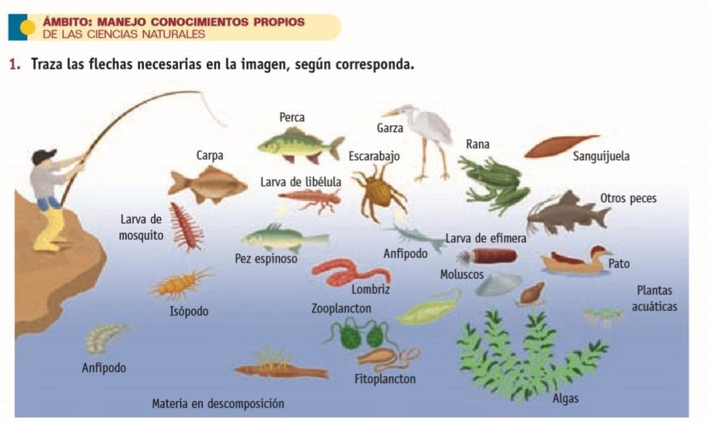 Red Trófica: Conceptos, Tipos y Ecosistemas