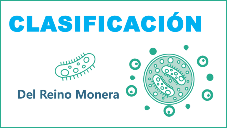 Reino Monera: Definición, Tipos y Importancia