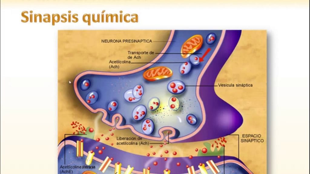 Sinapsis: Comunicación Neuronal y Enfermedades